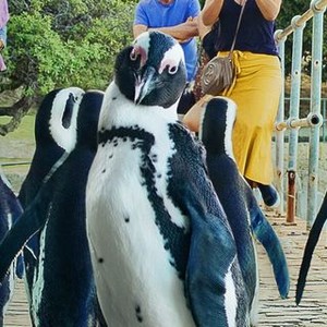 Penguin Town - Rotten Tomatoes