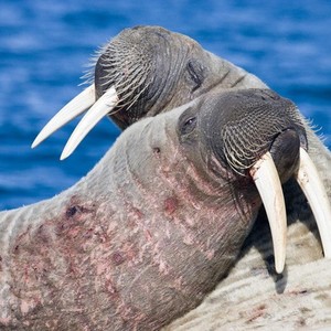 Arctic Tale - Rotten Tomatoes