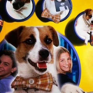 Paws - Rotten Tomatoes