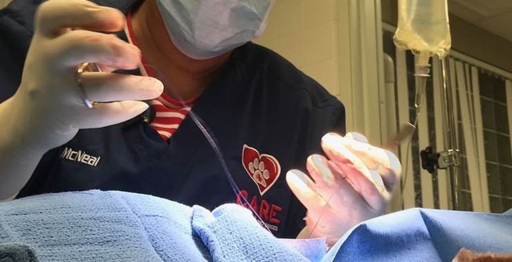 Animal ER Live - Rotten Tomatoes