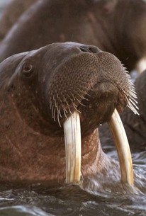 Great Migrations: Season 1, Episode 4 | Rotten Tomatoes