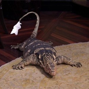 Jessie - Season 2 Episode 4 - Rotten Tomatoes