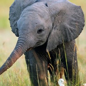 BBC Earth - Rotten Tomatoes