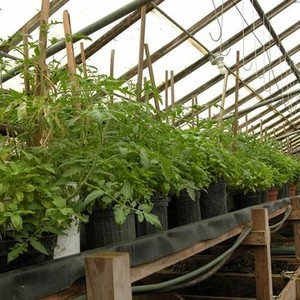 Fresh - Rotten Tomatoes