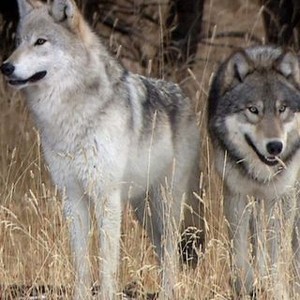 Medicine of the Wolf - Rotten Tomatoes