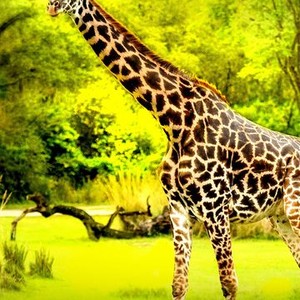 Magic of Disney's Animal Kingdom: Season 2, Episode 1 - Rotten Tomatoes