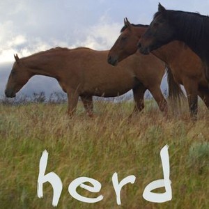 Herd - Rotten Tomatoes