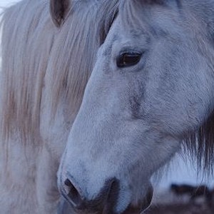 Among Wolves - Rotten Tomatoes