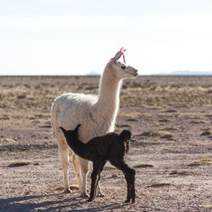 Utama - Rotten Tomatoes