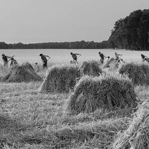 The White Ribbon - Rotten Tomatoes