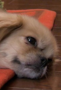 Too Cute!: Season 3, Episode 9 - Rotten Tomatoes