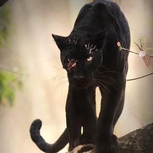 The Real Black Panther - Rotten Tomatoes