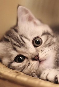 Too Cute!: Season 2, Episode 7 - Rotten Tomatoes