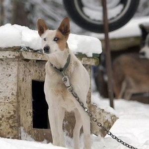 Sled Dogs - Rotten Tomatoes