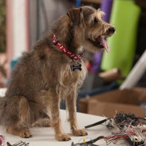 Robo-Dog - Rotten Tomatoes