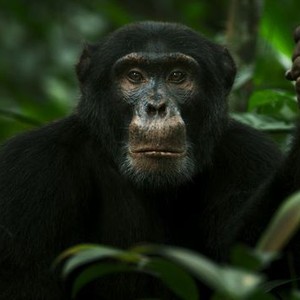 Chimp Empire: Season 1, Episode 2 - Rotten Tomatoes