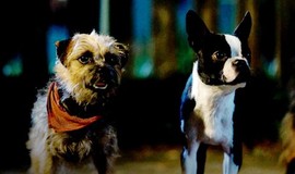 Strays - Rotten Tomatoes