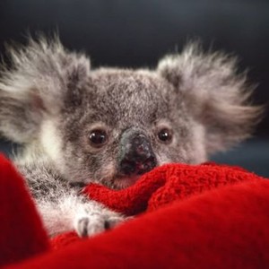 Izzy's Koala World - Rotten Tomatoes