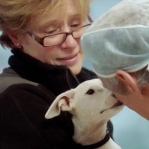 The Dog Doc - Rotten Tomatoes