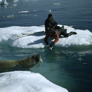 Arctic Tale - Rotten Tomatoes