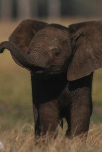 World Wild Web: Season 1, Episode 1 | Rotten Tomatoes