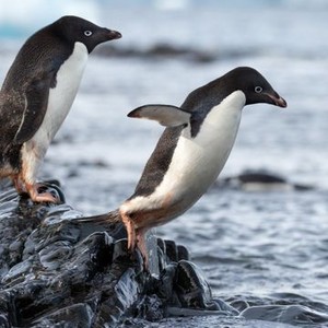 Penguins - Rotten Tomatoes