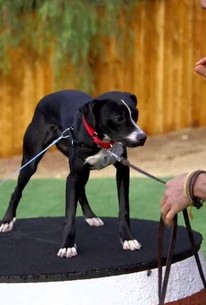 Lucky Dog: Season 1, Episode 17 | Rotten Tomatoes