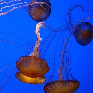 Man v. Animal - Rotten Tomatoes