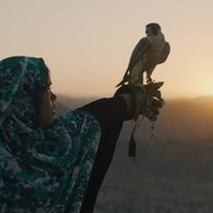 The Falconer - Rotten Tomatoes