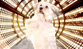 Pudsey the Dog: The Movie - Rotten Tomatoes