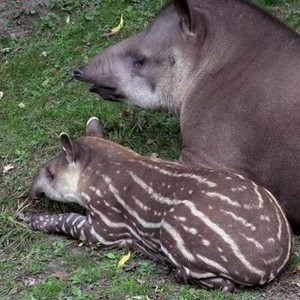 72 Cutest Animals: Season 1, Episode 7 - Rotten Tomatoes