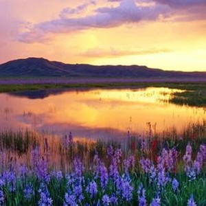 This American Land: Season 11, Episode 7 - Rotten Tomatoes