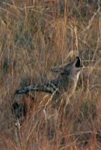 World Wild Web: Season 1, Episode 5 - Rotten Tomatoes