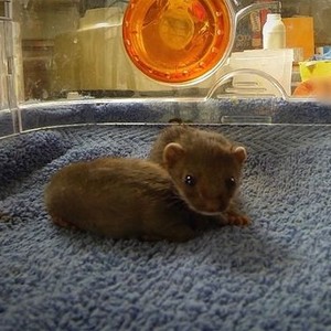 Hope in the Wild: Season 1, Episode 23 - Rotten Tomatoes