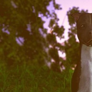 Chance - Rotten Tomatoes