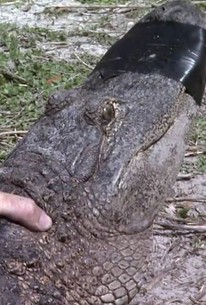 Swamp Brothers: Season 1, Episode 16 | Rotten Tomatoes