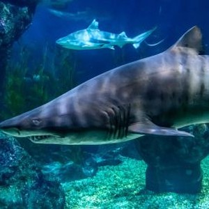 Most Extreme Sharks With Steve Backshall - Rotten Tomatoes