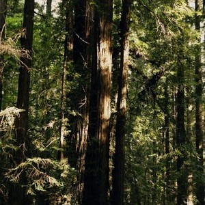 Sasquatch - Rotten Tomatoes