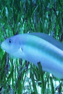 What Sam Sees: Season 1, Episode 6 | Rotten Tomatoes