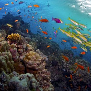 Great Barrier Reef - Rotten Tomatoes