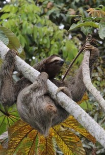 Meet the Sloths: Season 1, Episode 5 | Rotten Tomatoes