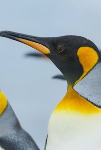 Planet Earth: Frozen Planet II: Season 1, Episode 4 | Rotten Tomatoes