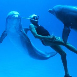 Dolphin Man - Rotten Tomatoes