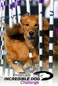Incredible Dog Challenge (2013) | Rotten Tomatoes