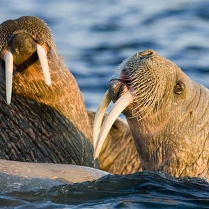 Arctic Tale - Rotten Tomatoes