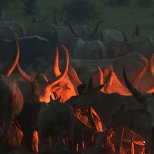 Telesma - Rotten Tomatoes