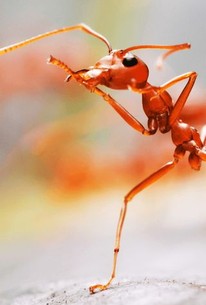 Animal Showdown: Season 1, Episode 1 | Rotten Tomatoes