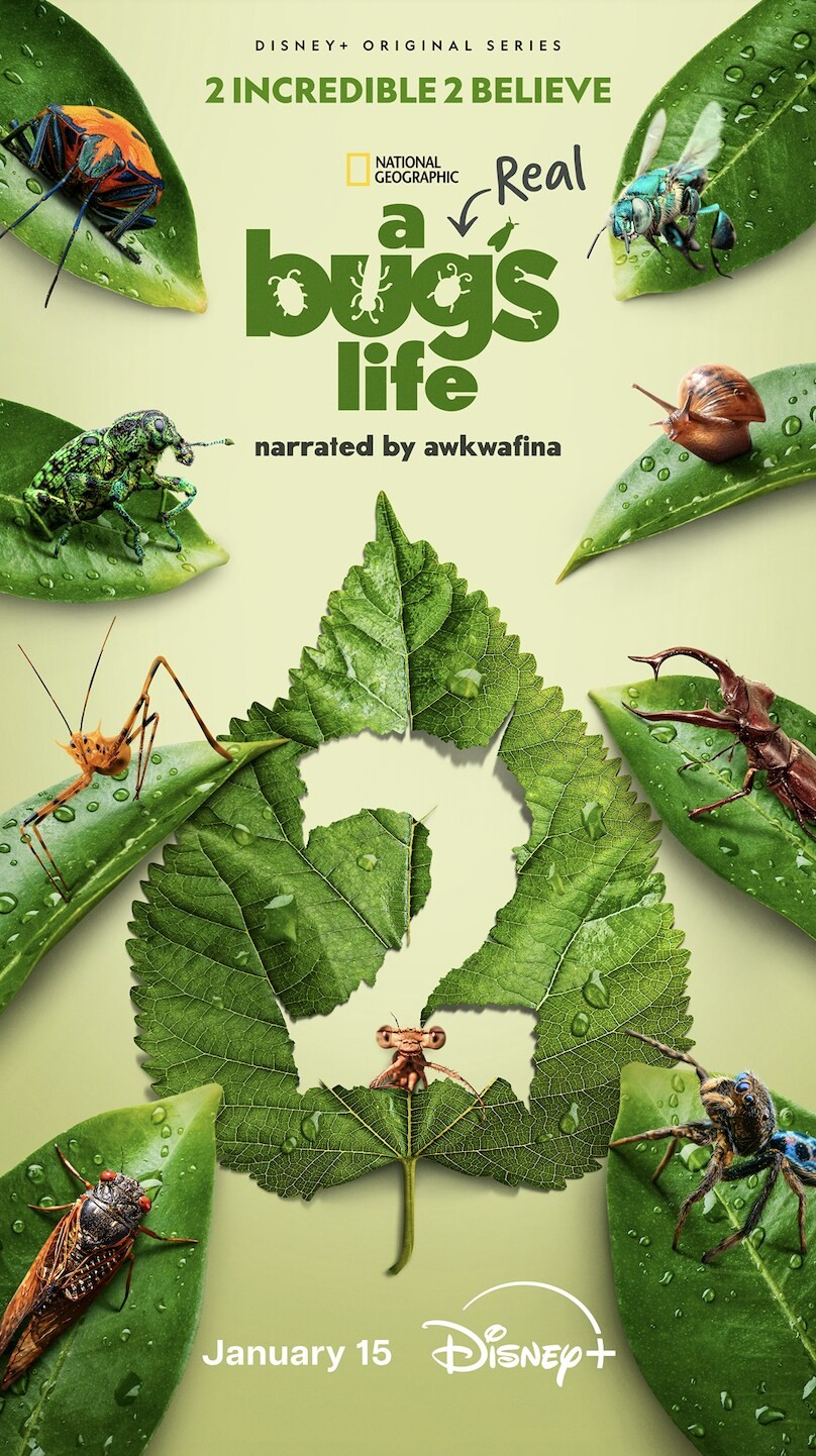 A Real Bug's Life: Season 2 Pictures | Rotten Tomatoes