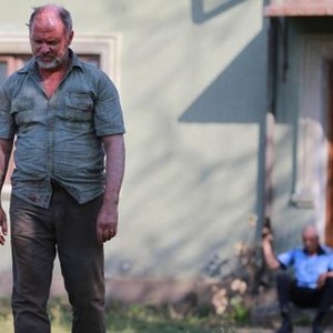 Dogs - Rotten Tomatoes