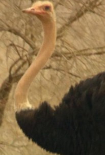 Totally Wild: Season 25, Episode 60 | Rotten Tomatoes